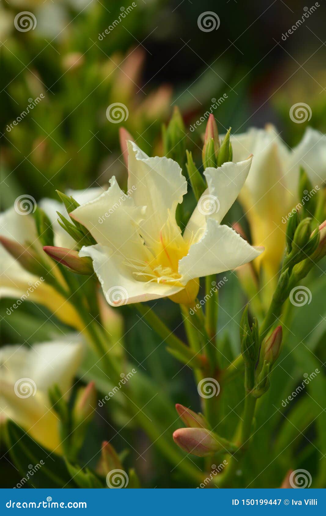 Yellow common oleander stock image. Image of spring - 150199447