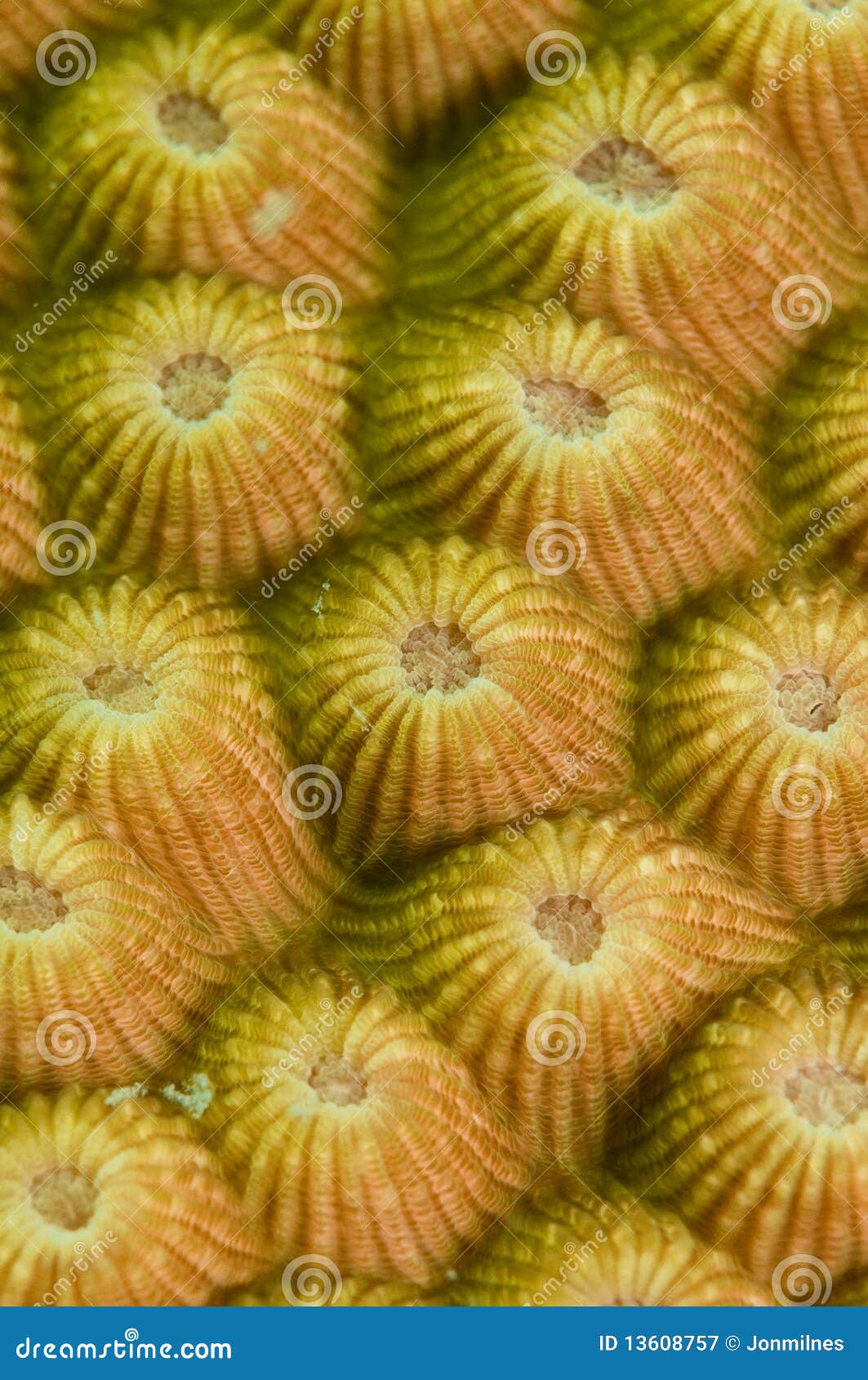 Compact Coral Texture Stock Image | CartoonDealer.com #19845727