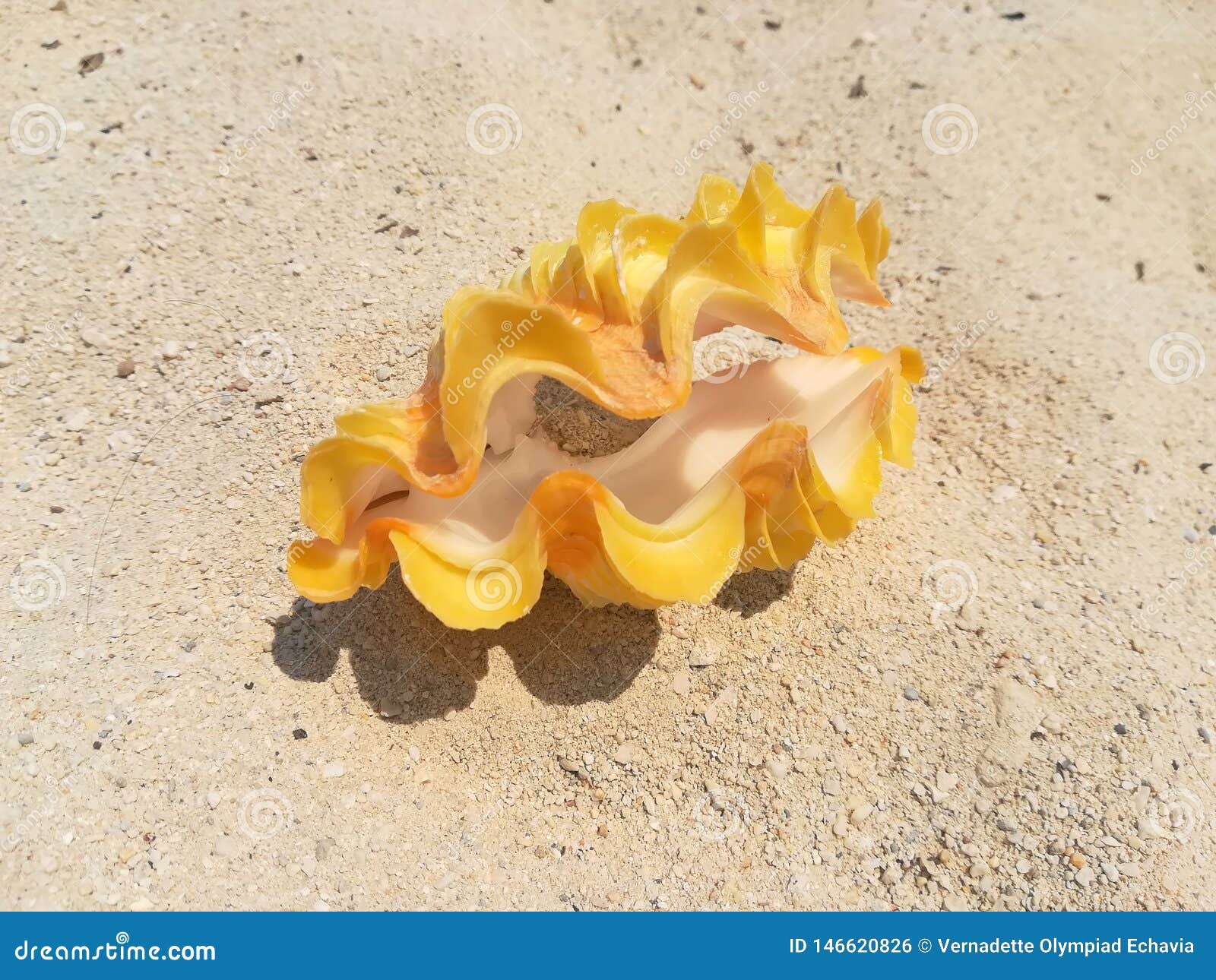 Yellow Conch Shell on White Beach Stock Photo - Image of decoration ...