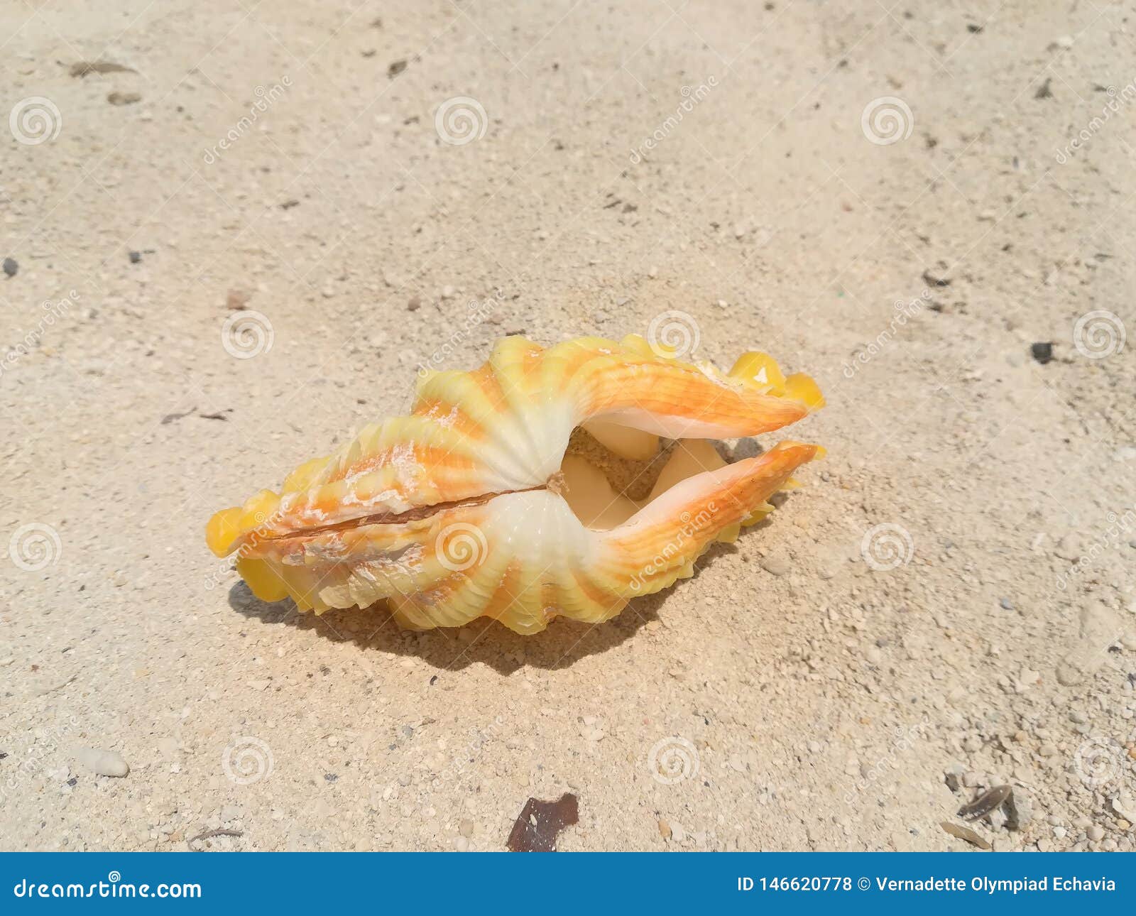 Yellow Conch Shell on White Sand Stock Photo - Image of nature ...
