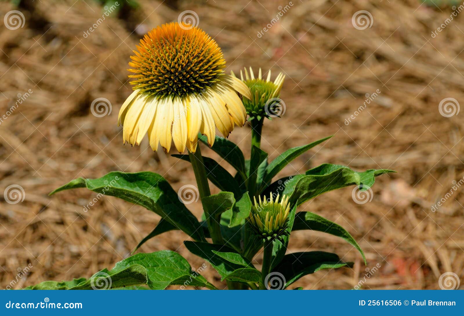 Yellow Coneflower stock photo. Image of garden, emerging - 25616506