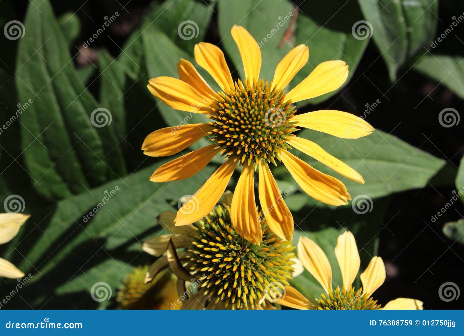 Yellow coneflower stock image. Image of yellow, foliage - 76308759
