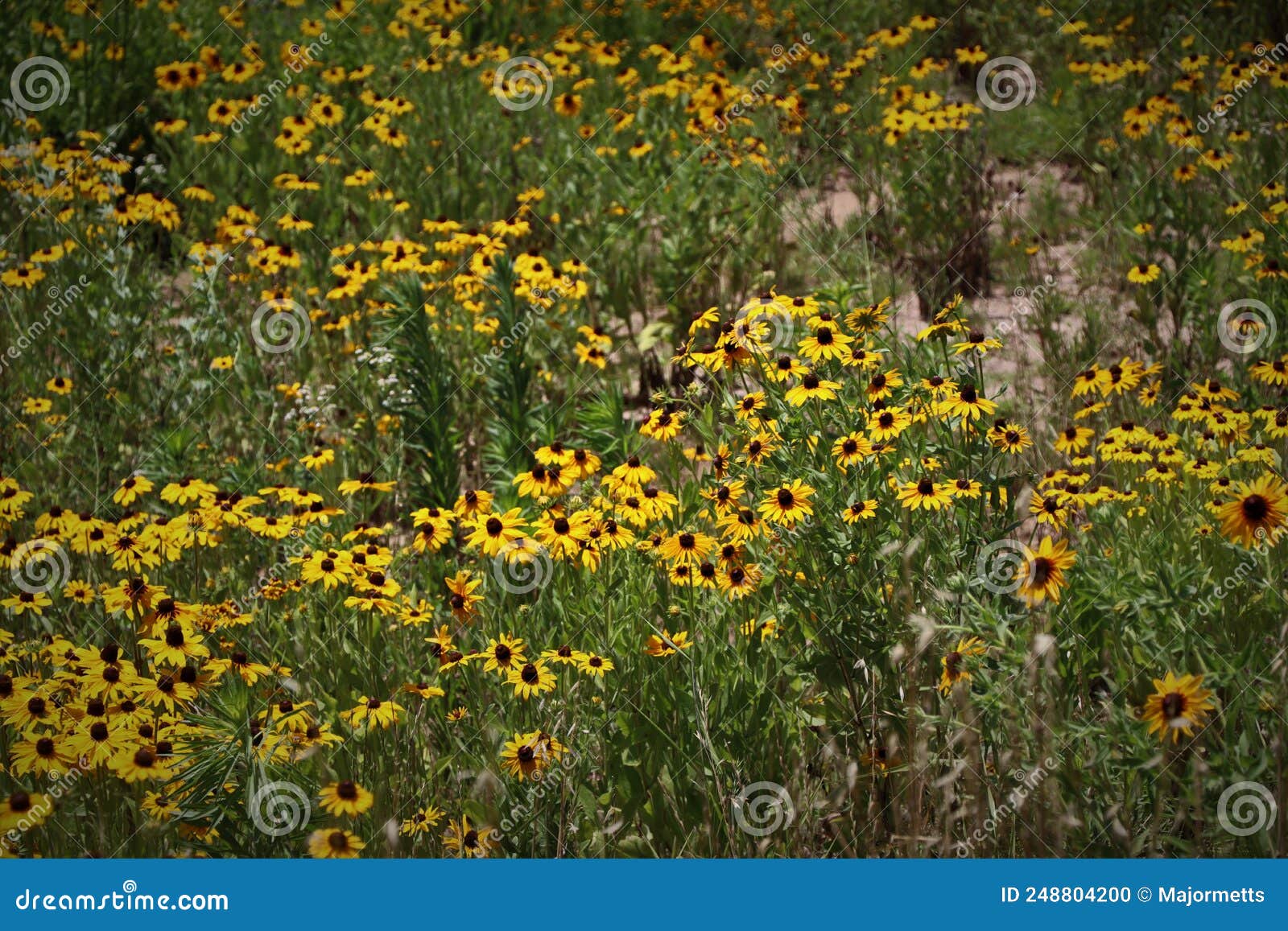 Yellow coneflower field stock photo. Image of horizontal - 248804200