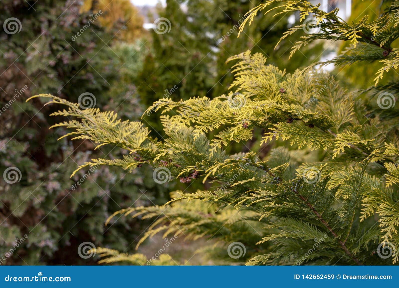 Yellow Coniferous Branches on a Sunny Spring Day Stock Image - Image of ...