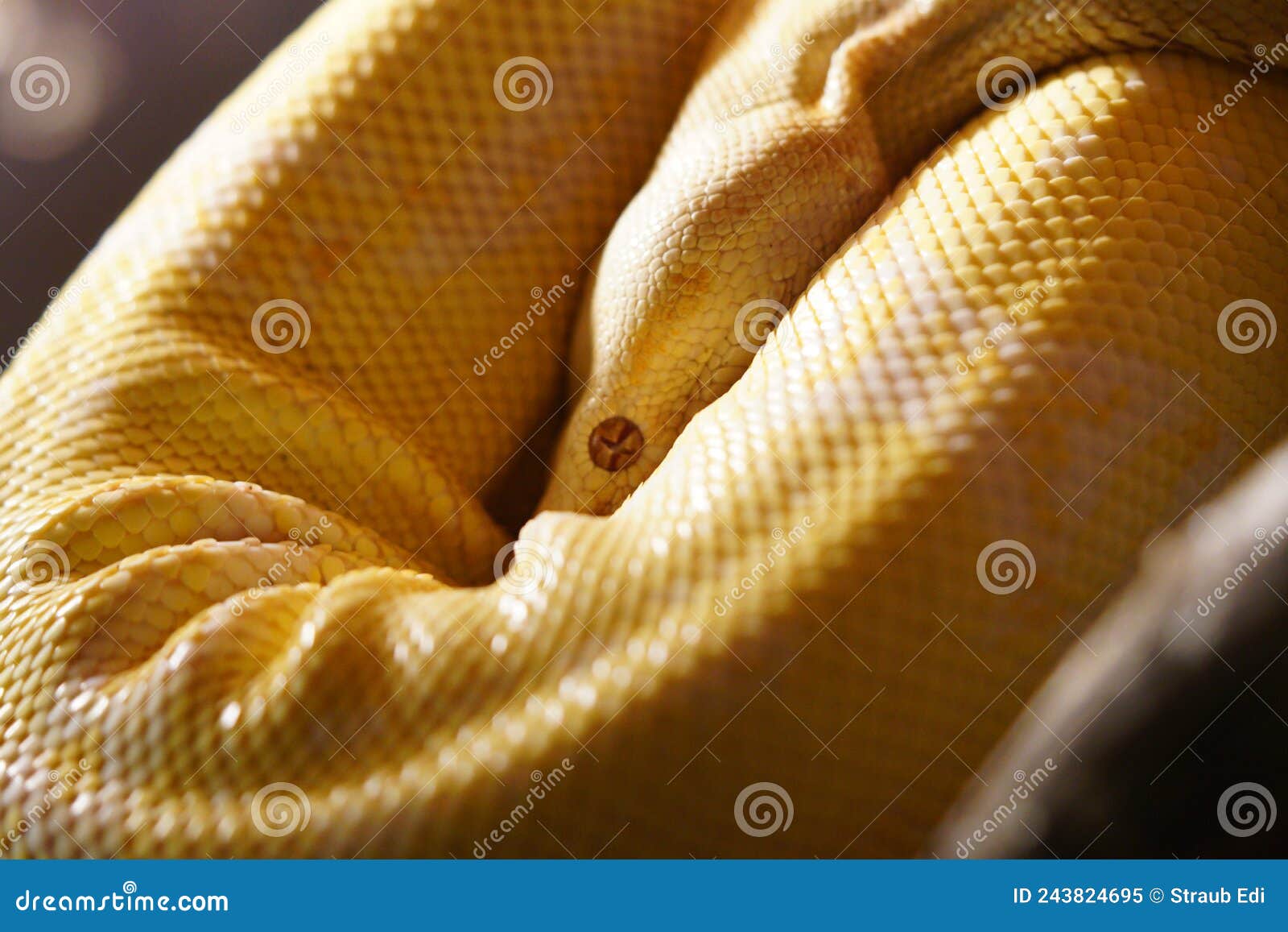 Yellow constrictor snake stock image. Image of constrictor - 243824695
