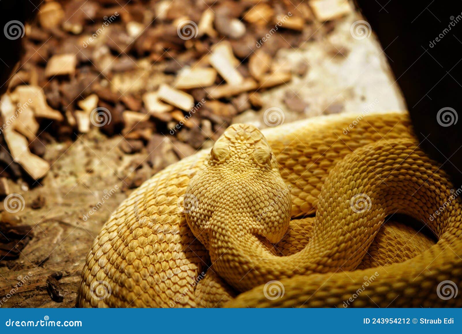 Yellow constrictor snake stock photo. Image of yellow - 243954212