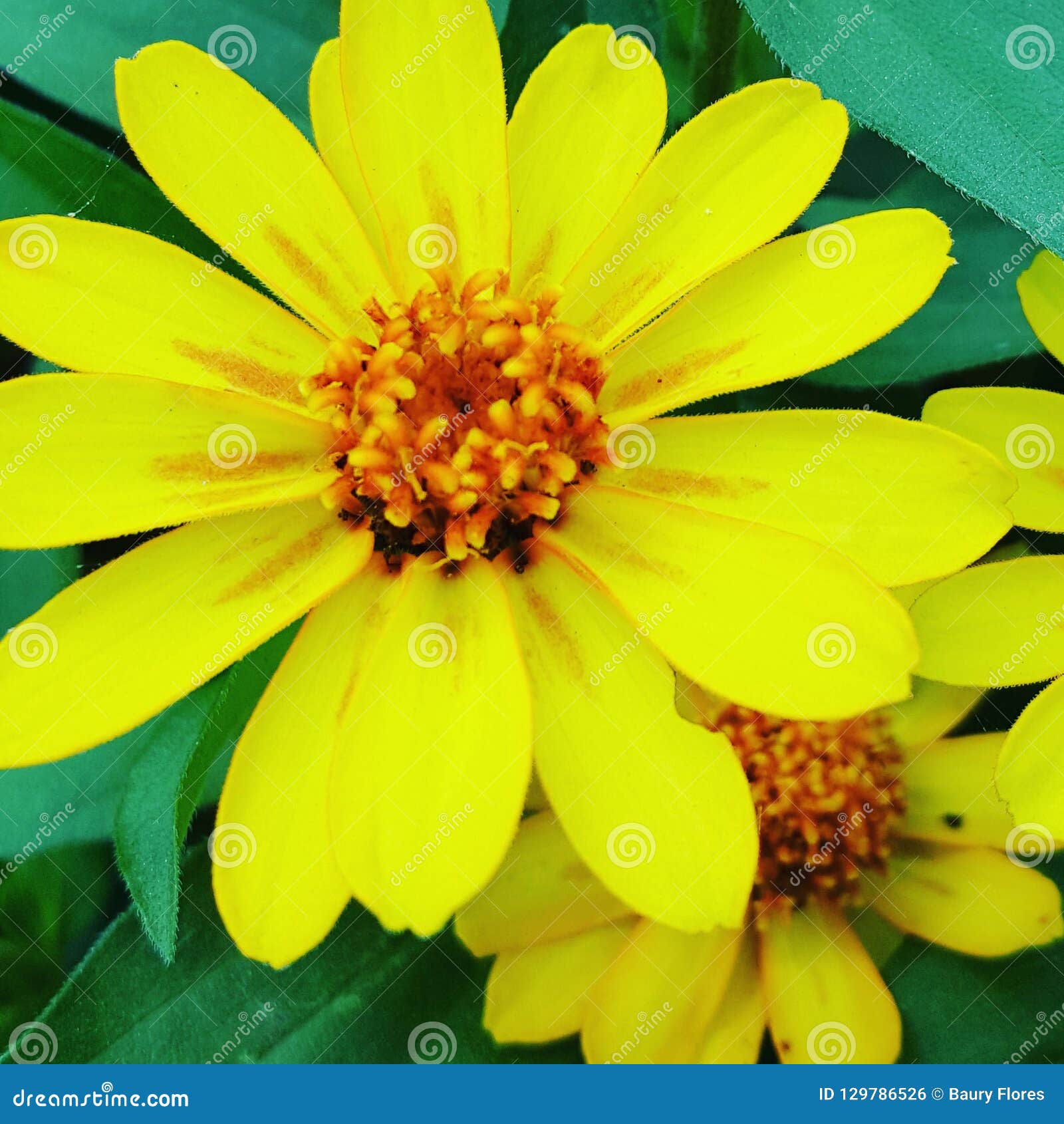 Yellow contrasting flowers stock photo. Image of flowers - 129786526