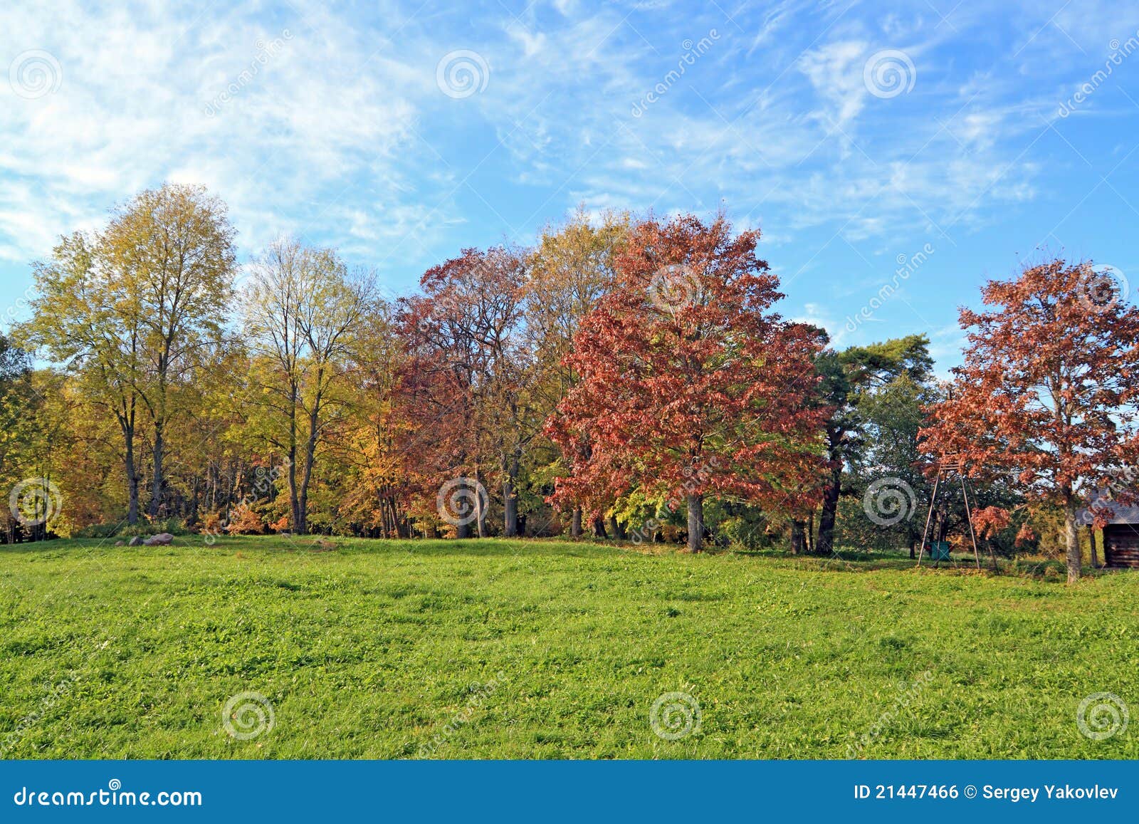 Yellow copse stock photo. Image of rural, deciduous, cloudscape - 21447466