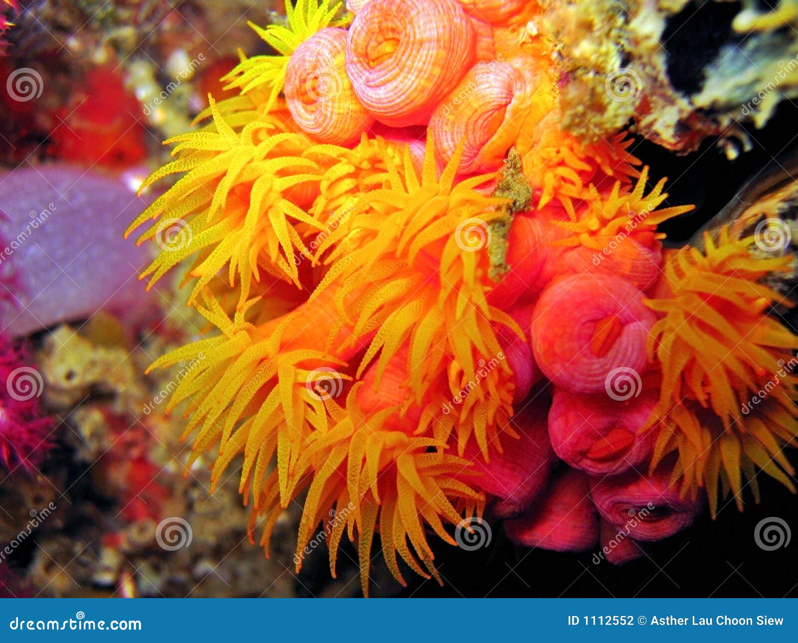 Yellow Coral stock photo. Image of faulkner, reef, coral - 1112552
