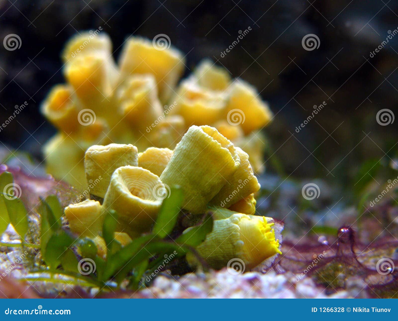 Yellow Coral Stock Image | CartoonDealer.com #22200463