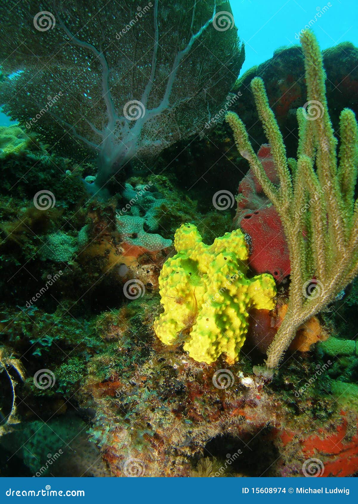 Yellow Coral stock photo. Image of natural, smile, pompano - 15608974
