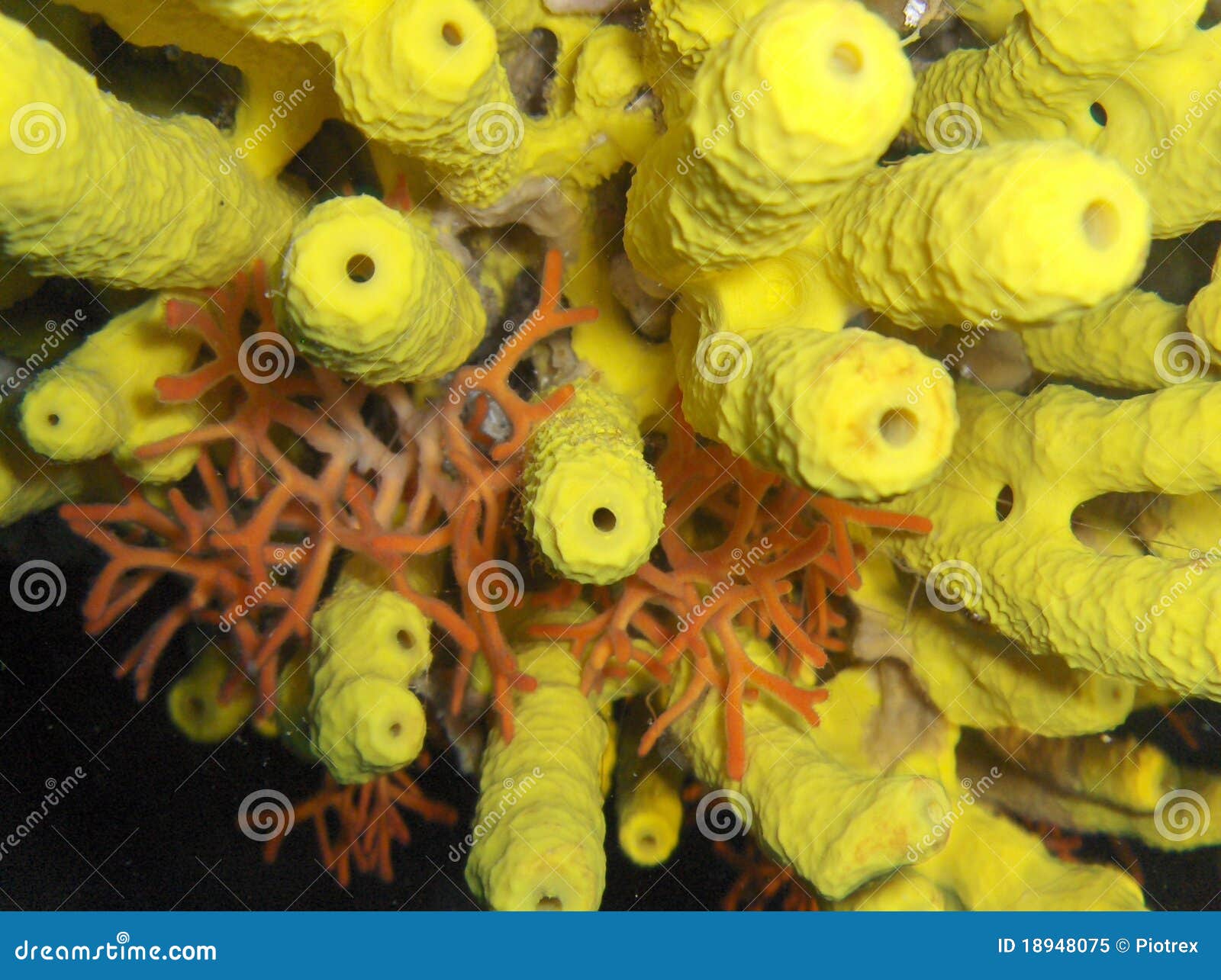 Yellow coral stock image. Image of croatia, diving, sealife - 18948075