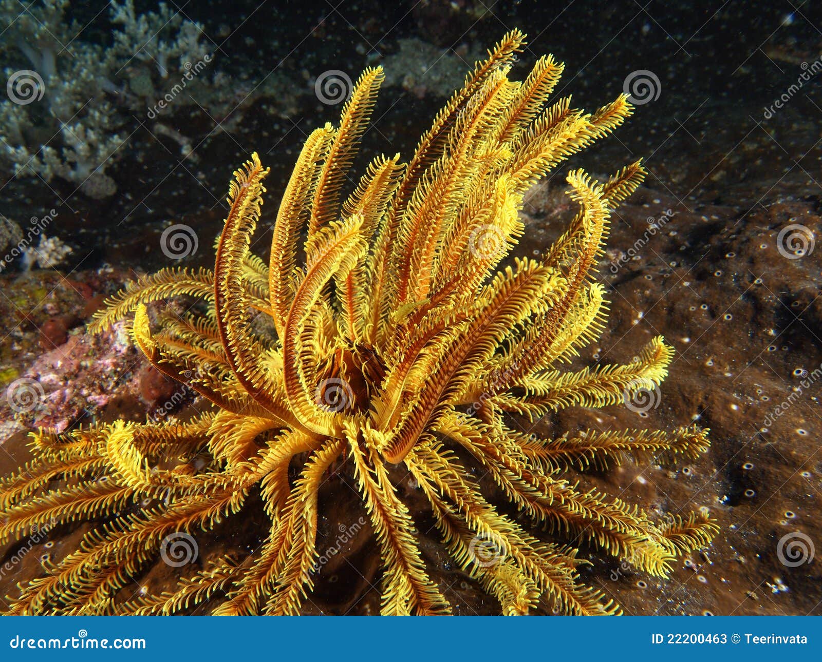 Yellow coral stock image. Image of nature, snorkling - 22200463