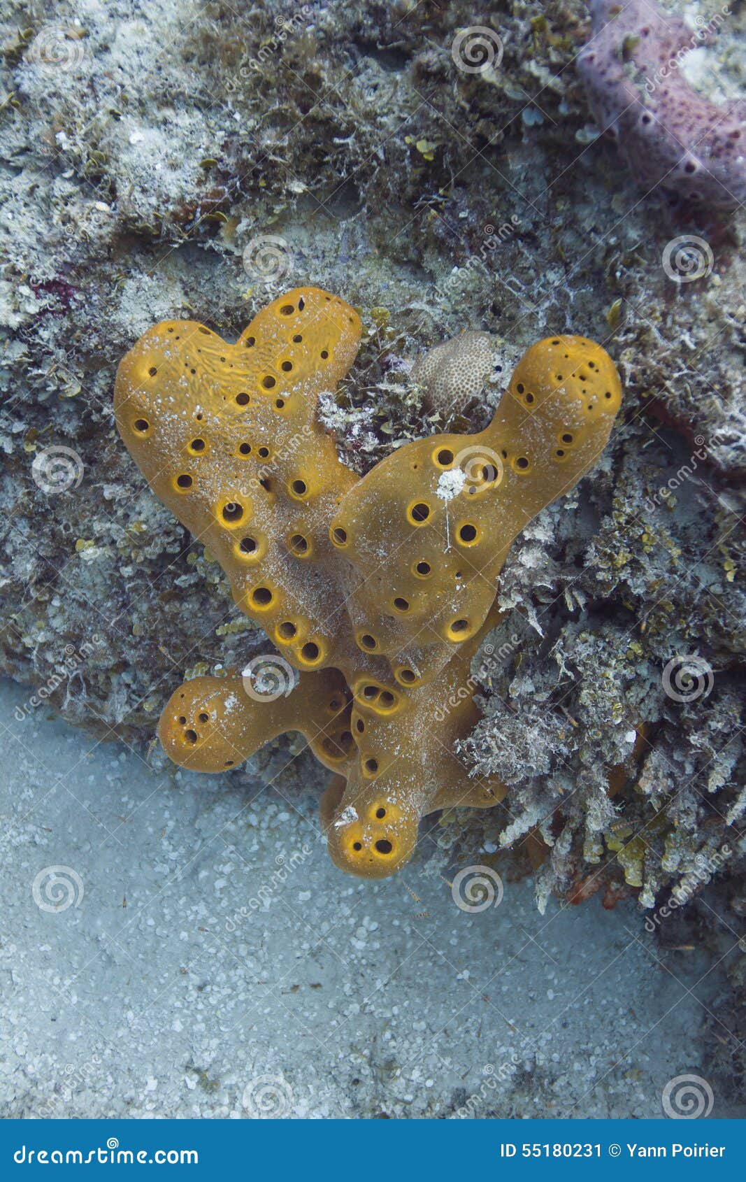 Yellow coral stock image. Image of beauty, ocean, scuba - 55180231