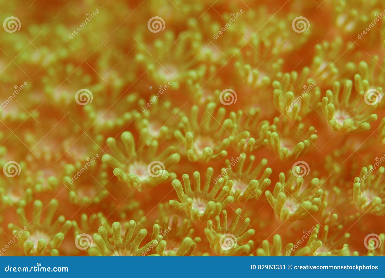 Yellow Coral Field Picture. Image: 82963351