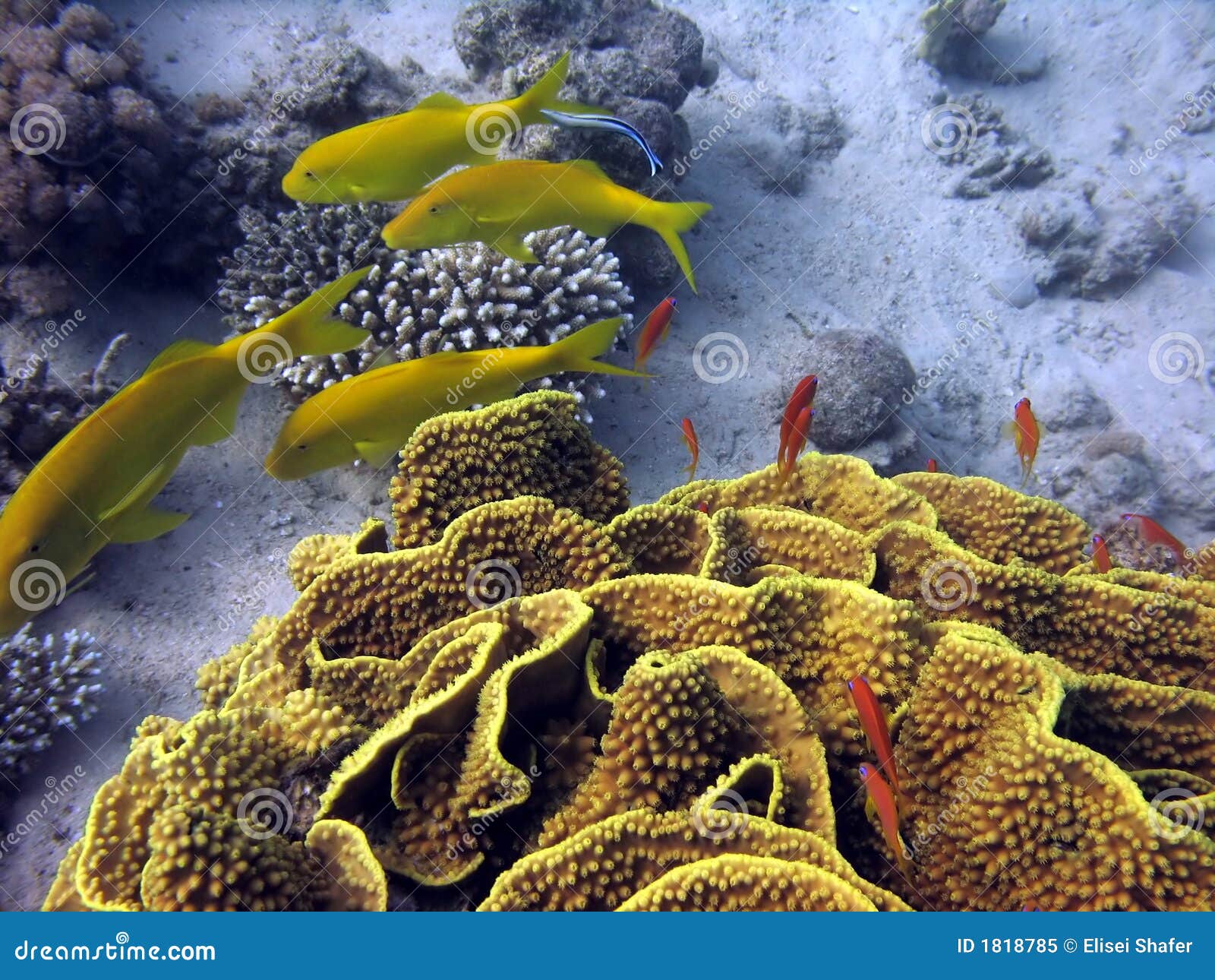 Yellow Coral and fish stock image. Image of tropical, reef - 1818785