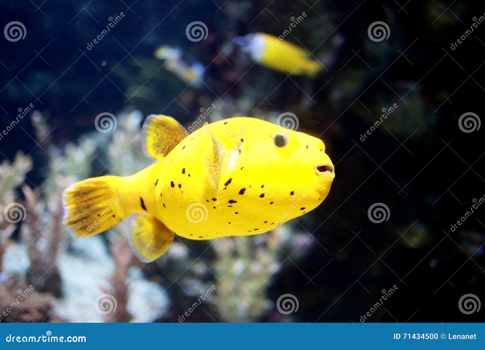 Yellow coral fish stock photo. Image of coral, marine - 71434500
