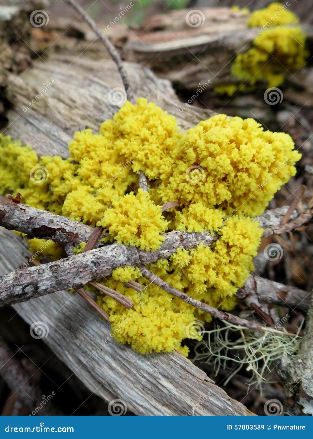 Yellow Coral Fungus stock image. Image of fungus, wood - 57003589