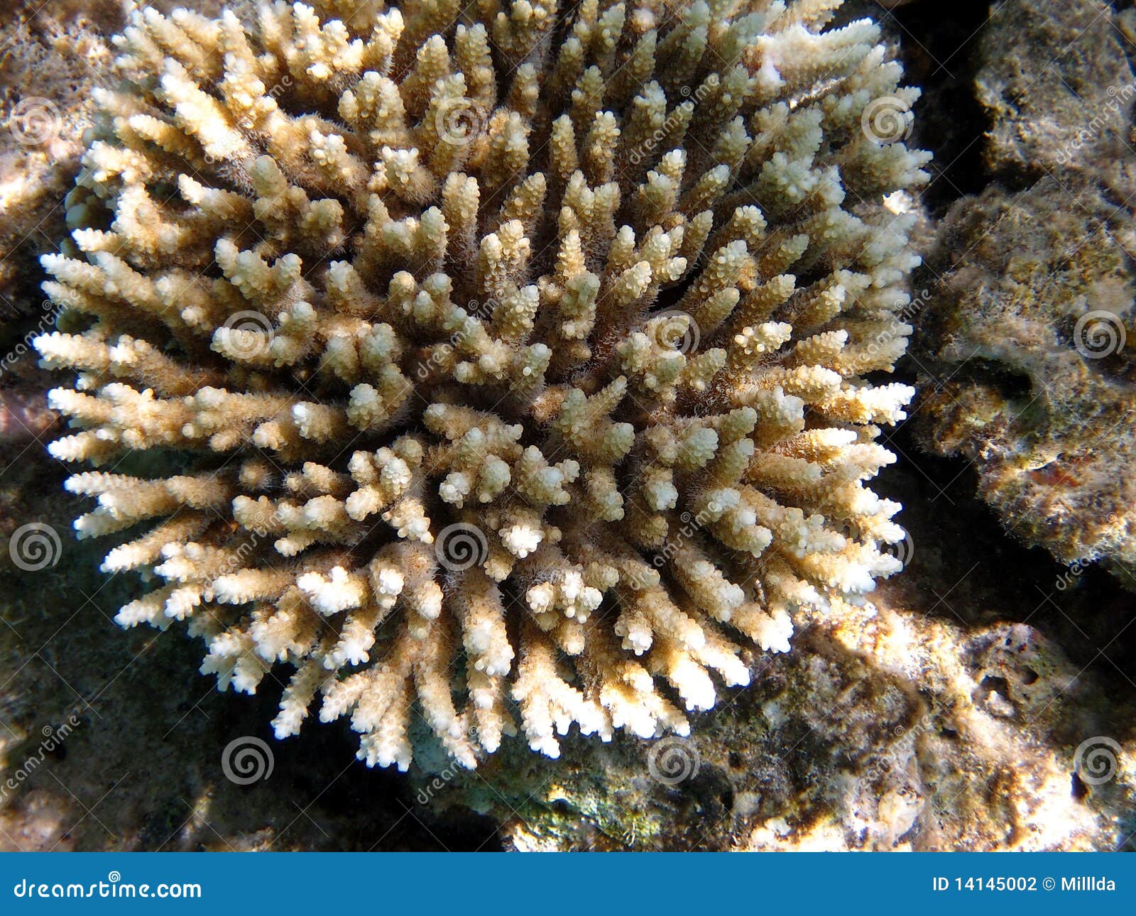Yellow coral reef stock photo. Image of underwater, background - 14145002