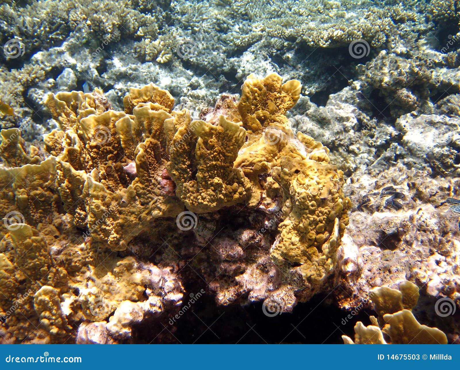Yellow coral reef stock image. Image of green, africa - 14675503