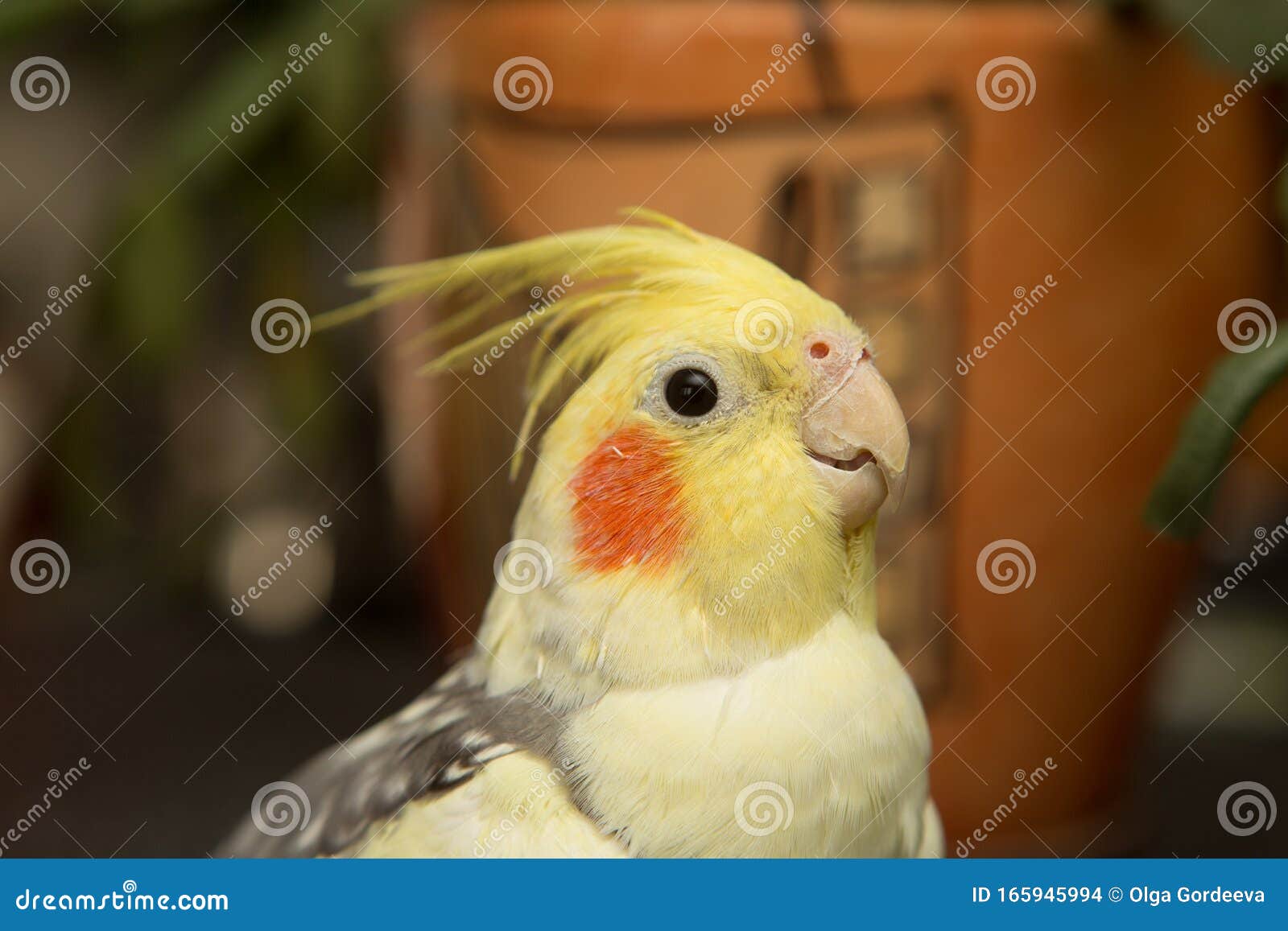 A Yellow Corella Parrot with Red Cheeks and Long Feathers Stock Photo ...