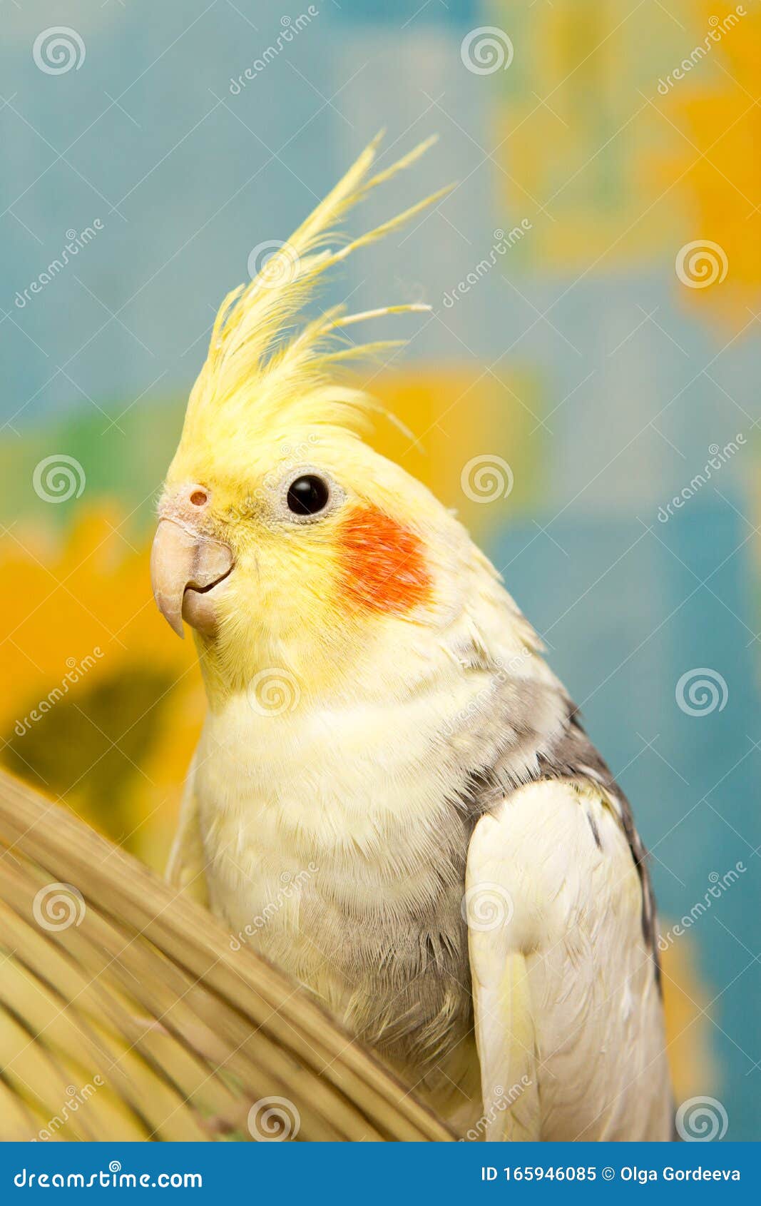 A Yellow Corella Parrot with Red Cheeks and Long Feathers Stock Image ...