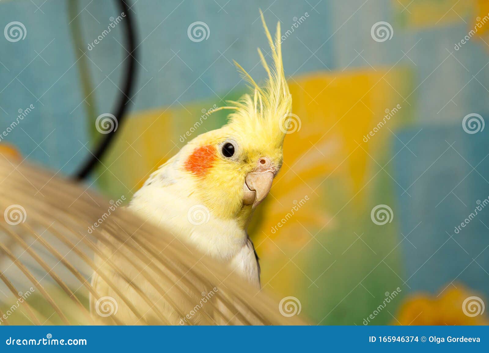 A Yellow Corella Parrot with Red Cheeks and Long Feathers Stock Photo ...