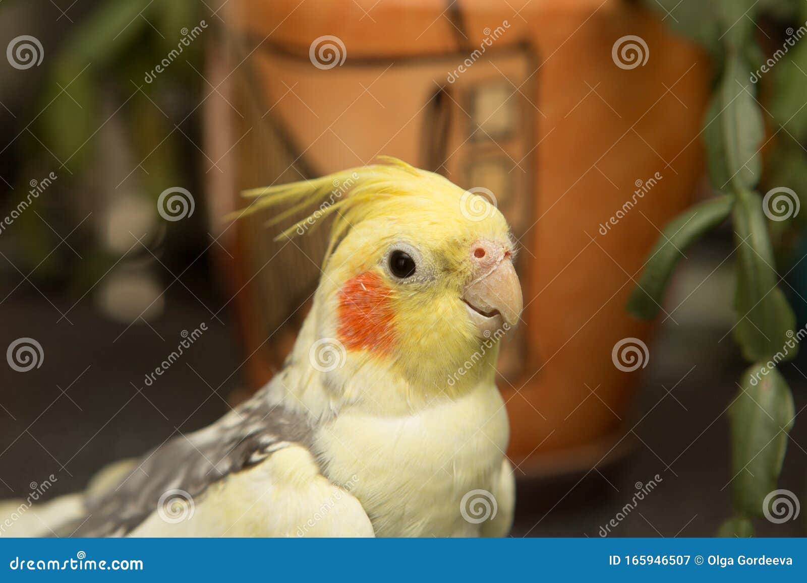 A Yellow Corella Parrot with Red Cheeks and Long Feathers Stock Image ...