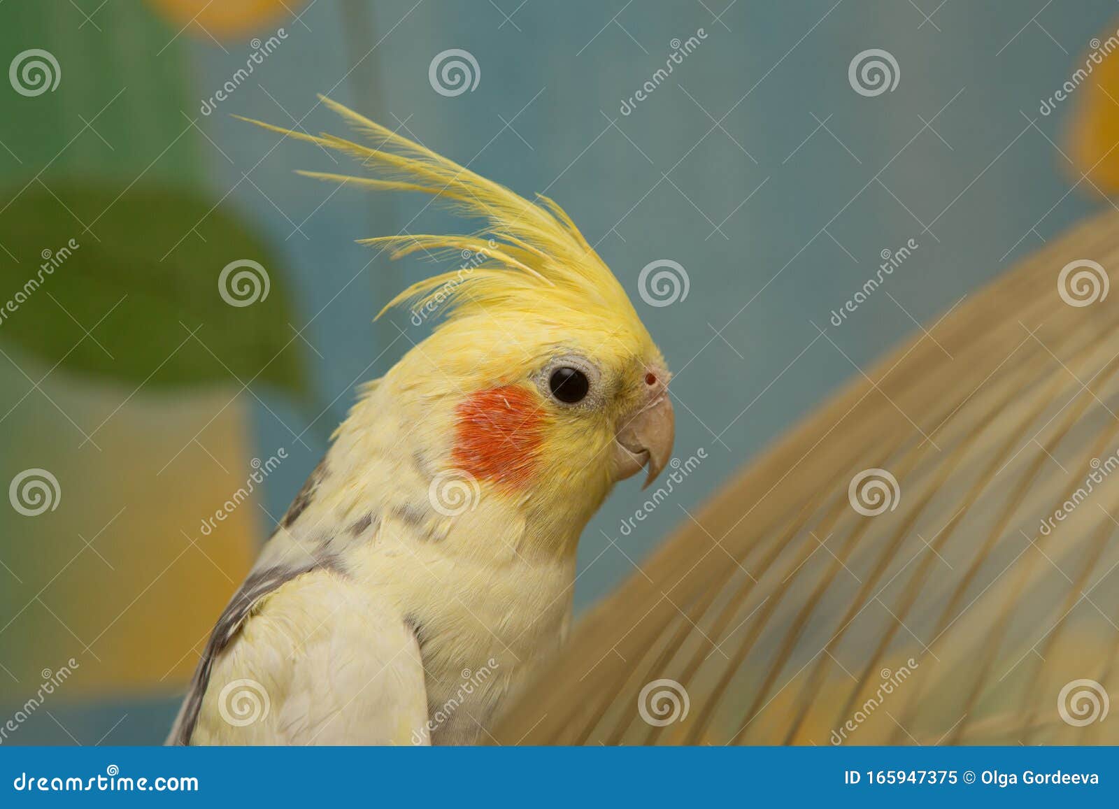 A Yellow Corella Parrot with Red Cheeks and Long Feathers Stock Image ...