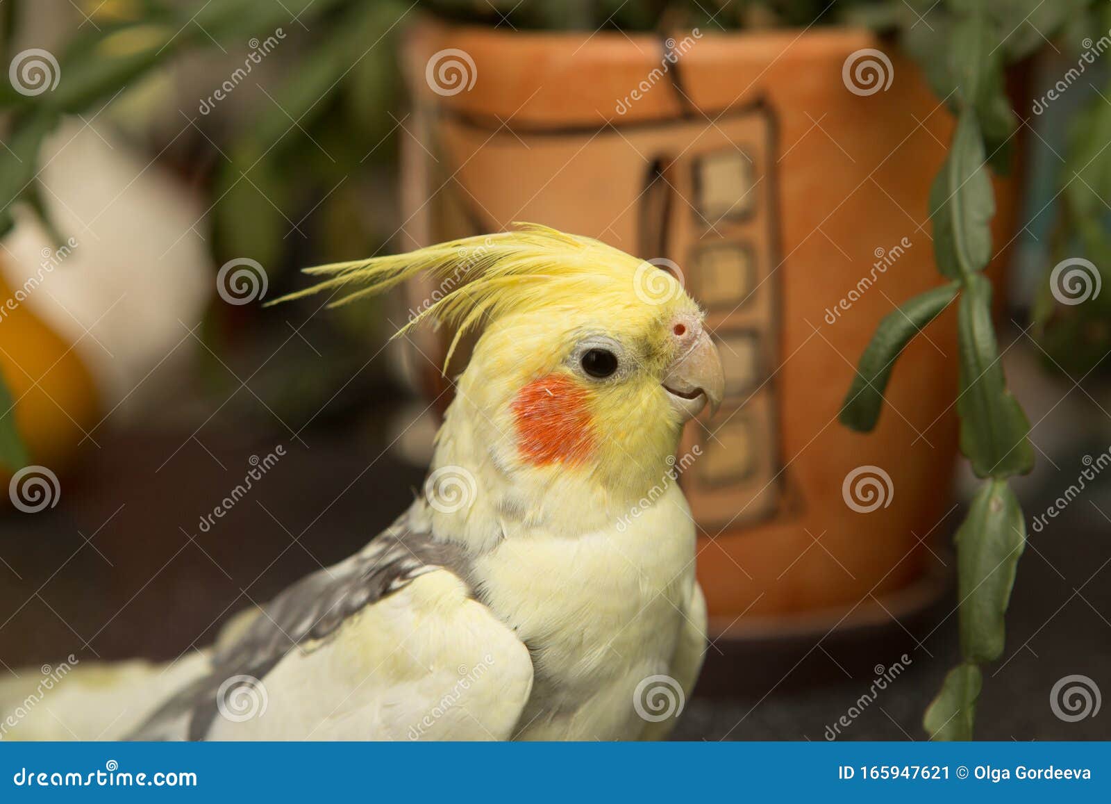 A Yellow Corella Parrot with Red Cheeks and Long Feathers Stock Image ...