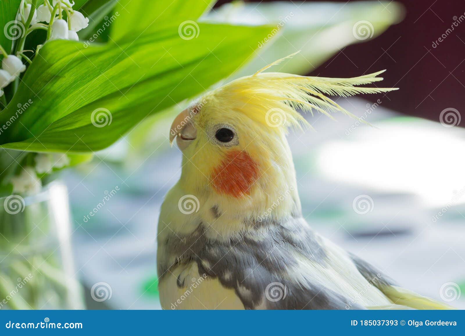A Yellow Corella Parrot with Red Cheeks and Long Feathers Stock Image ...