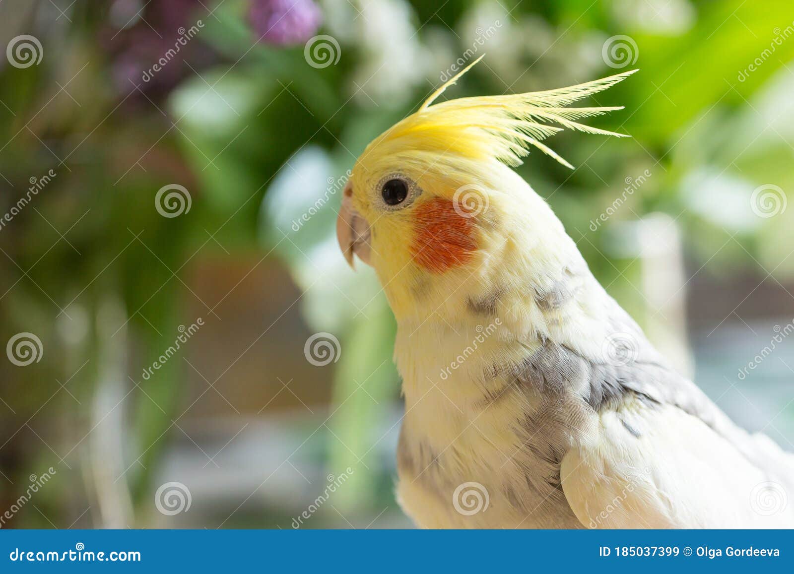 A Yellow Corella Parrot with Red Cheeks and Long Feathers Stock Image ...