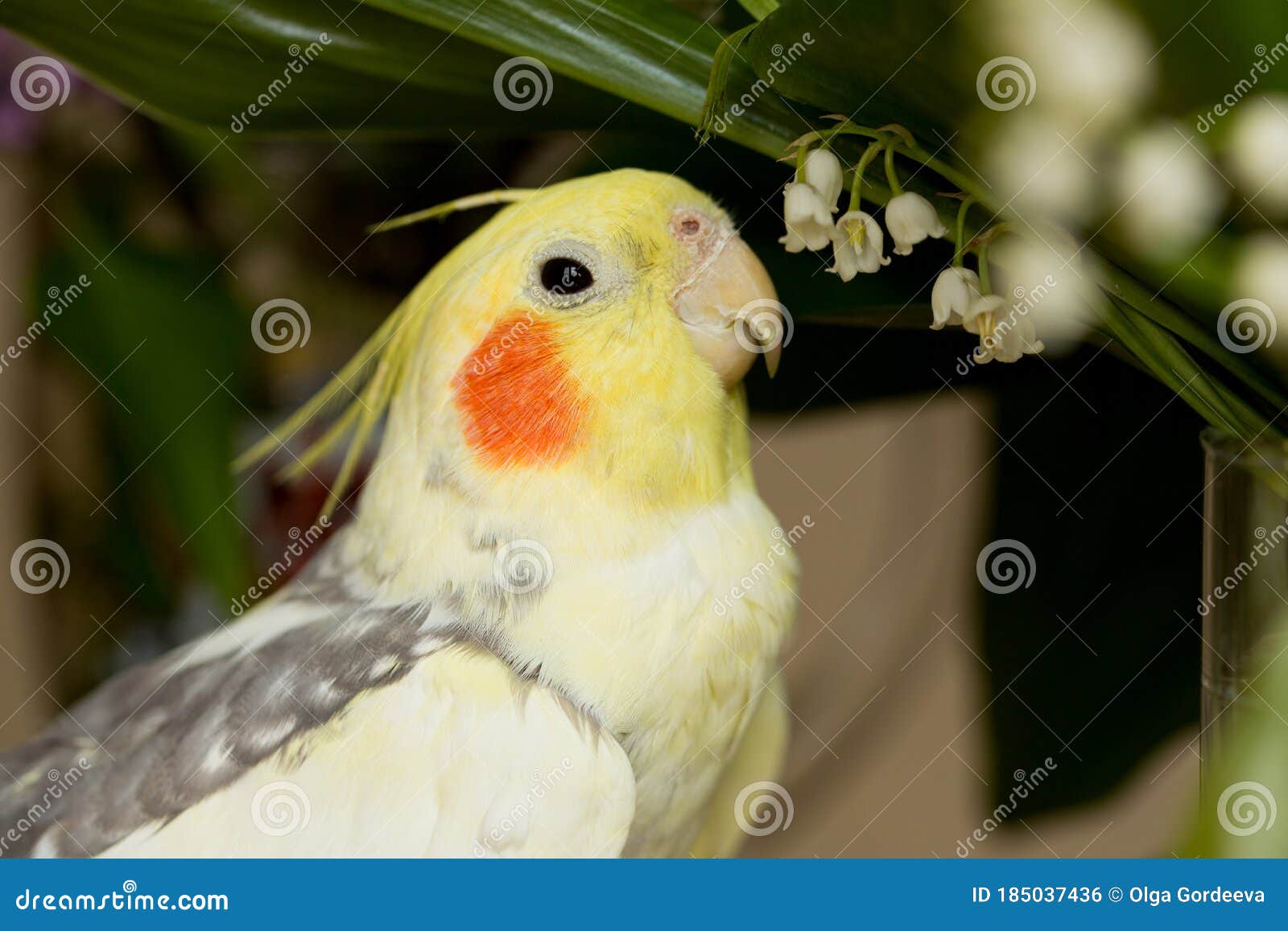 A Yellow Corella Parrot with Red Cheeks and Long Feathers Stock Photo ...