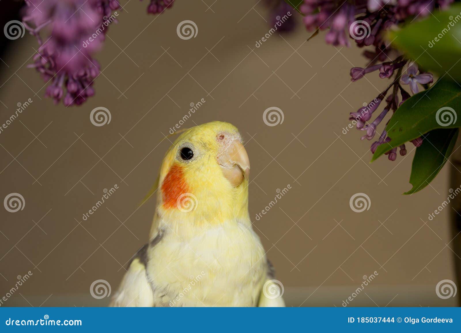A Yellow Corella Parrot with Red Cheeks and Long Feathers Stock Photo ...