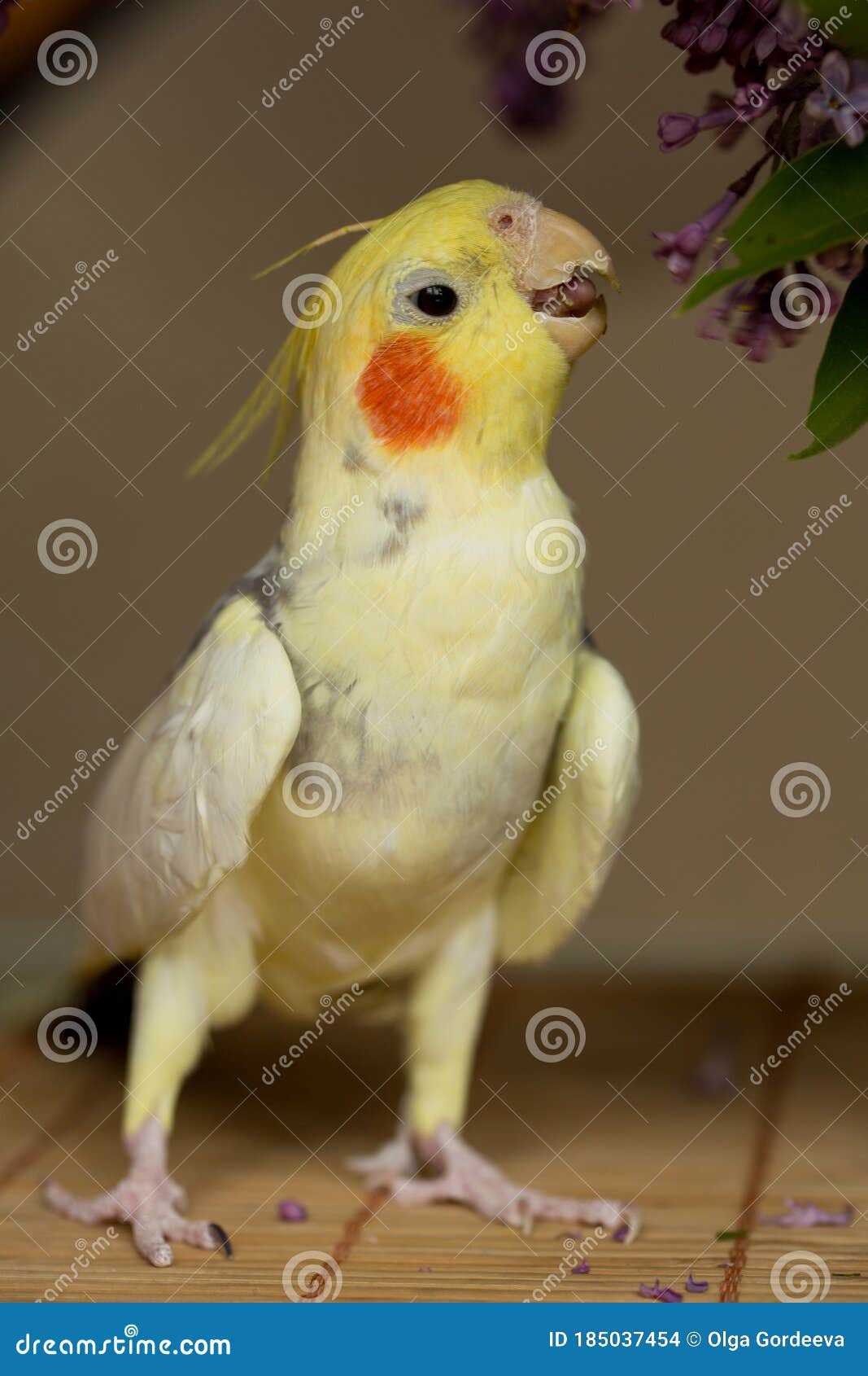 A Yellow Corella Parrot with Red Cheeks and Long Feathers Stock Photo ...