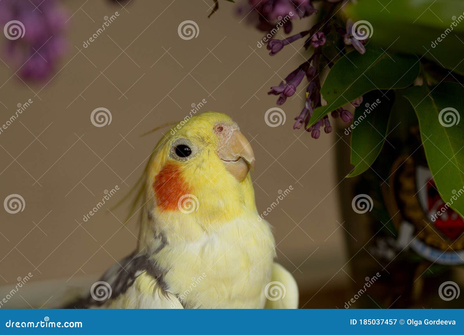 A Yellow Corella Parrot with Red Cheeks and Long Feathers Stock Image ...