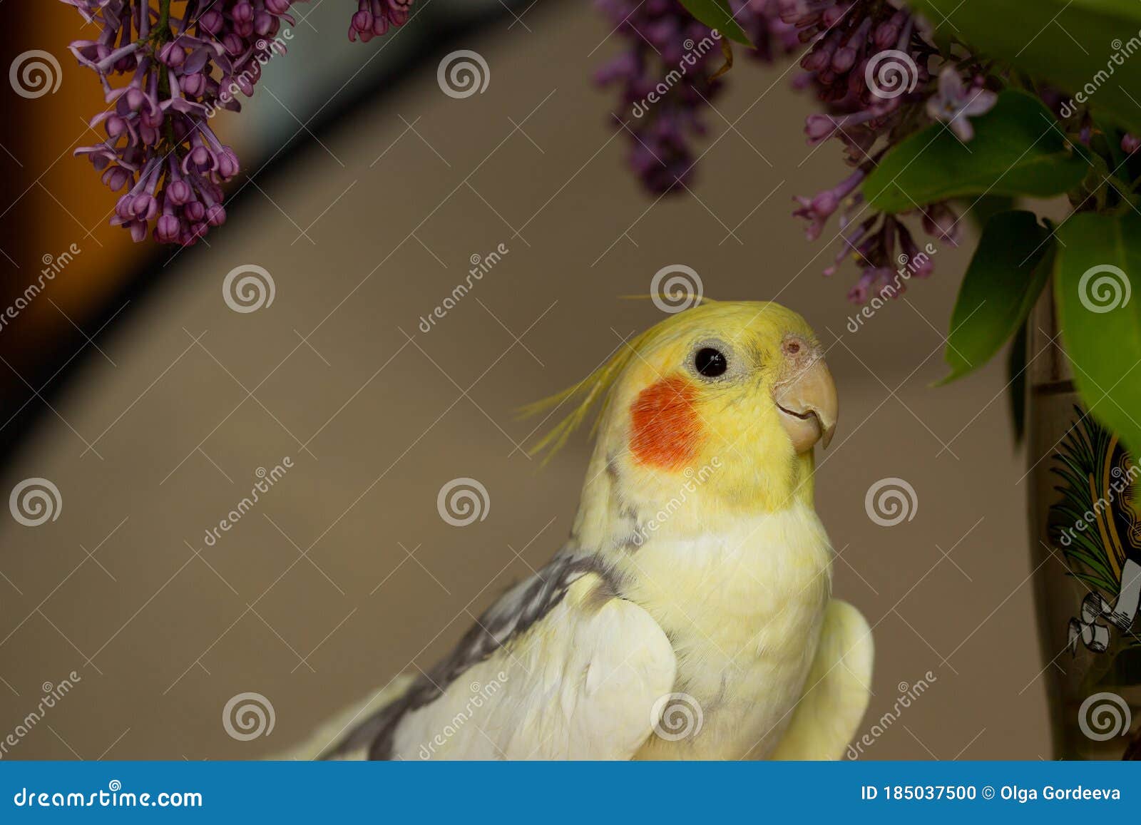 A Yellow Corella Parrot with Red Cheeks and Long Feathers Stock Photo ...
