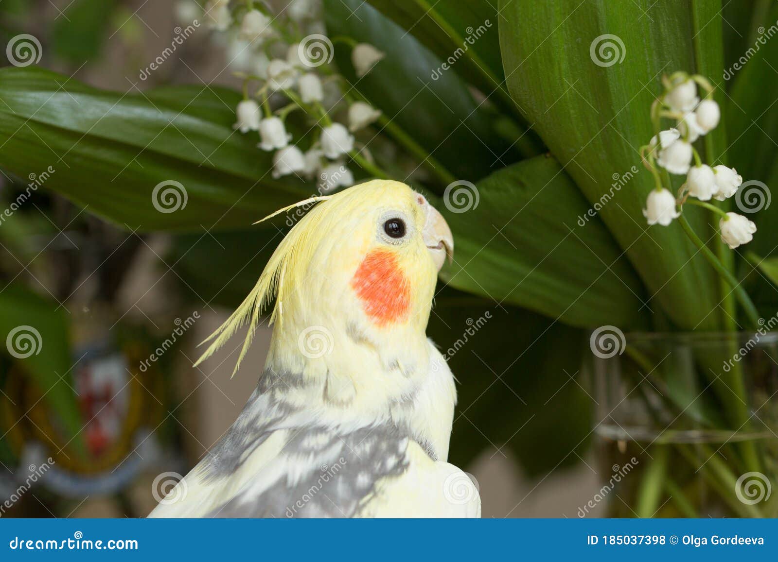 A Yellow Corella Parrot with Red Cheeks and Long Feathers Stock Photo ...