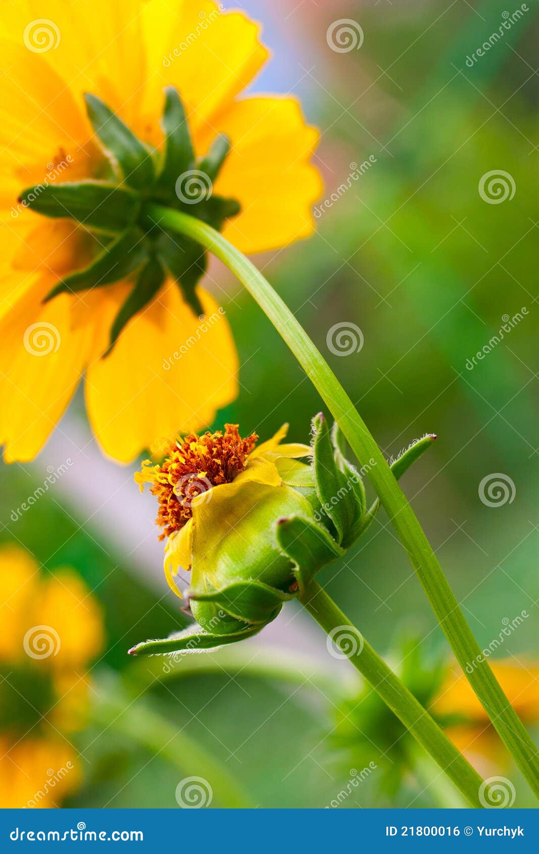 Yellow coreopsis stock photo. Image of beautiful, macro - 21800016