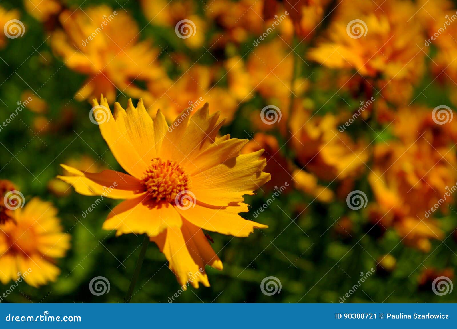 Yellow Coreopsis stock image. Image of center, light - 90388721