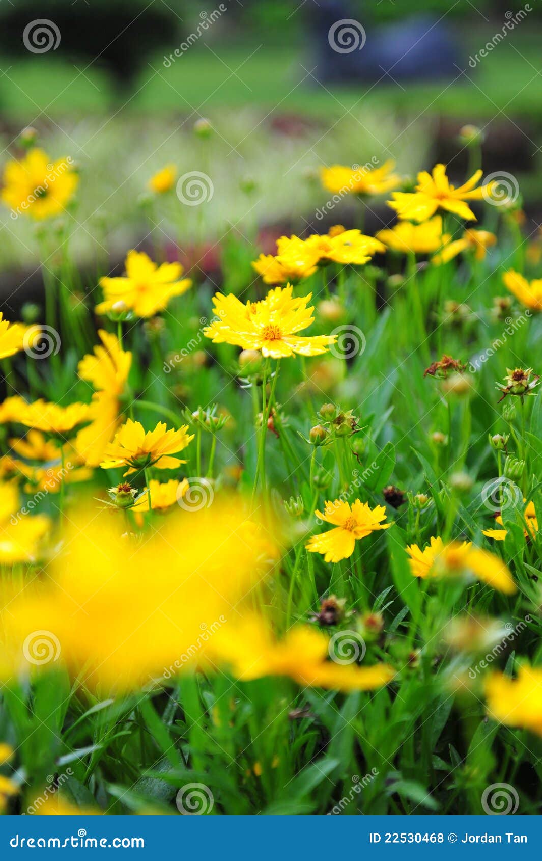 Yellow Coreopsis in a Garden Stock Photo - Image of calliopsis, flower ...