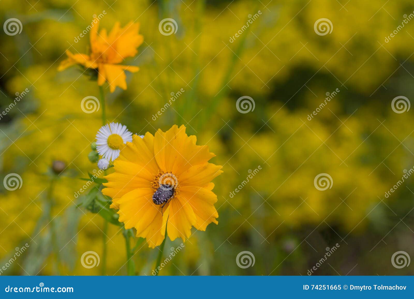 Yellow Coreopsis and Pollinate His Beetle Stock Image - Image of ...