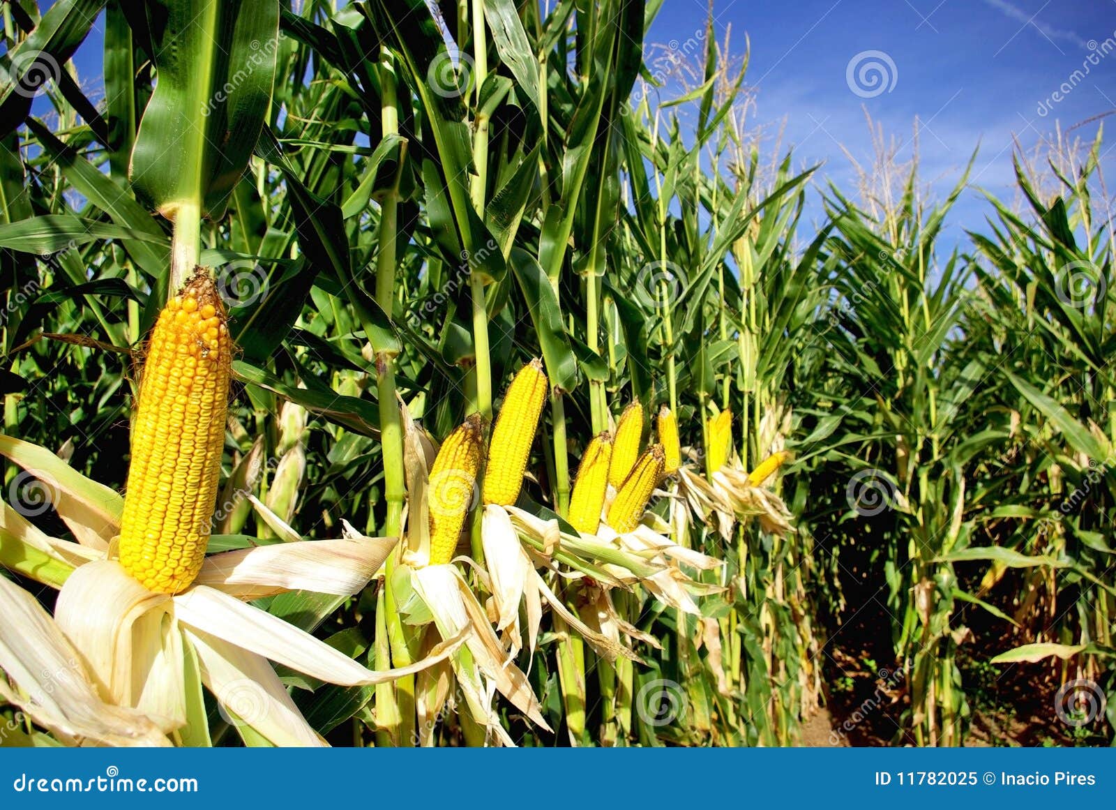 Yellow corn . stock image. Image of fall, environment - 11782025