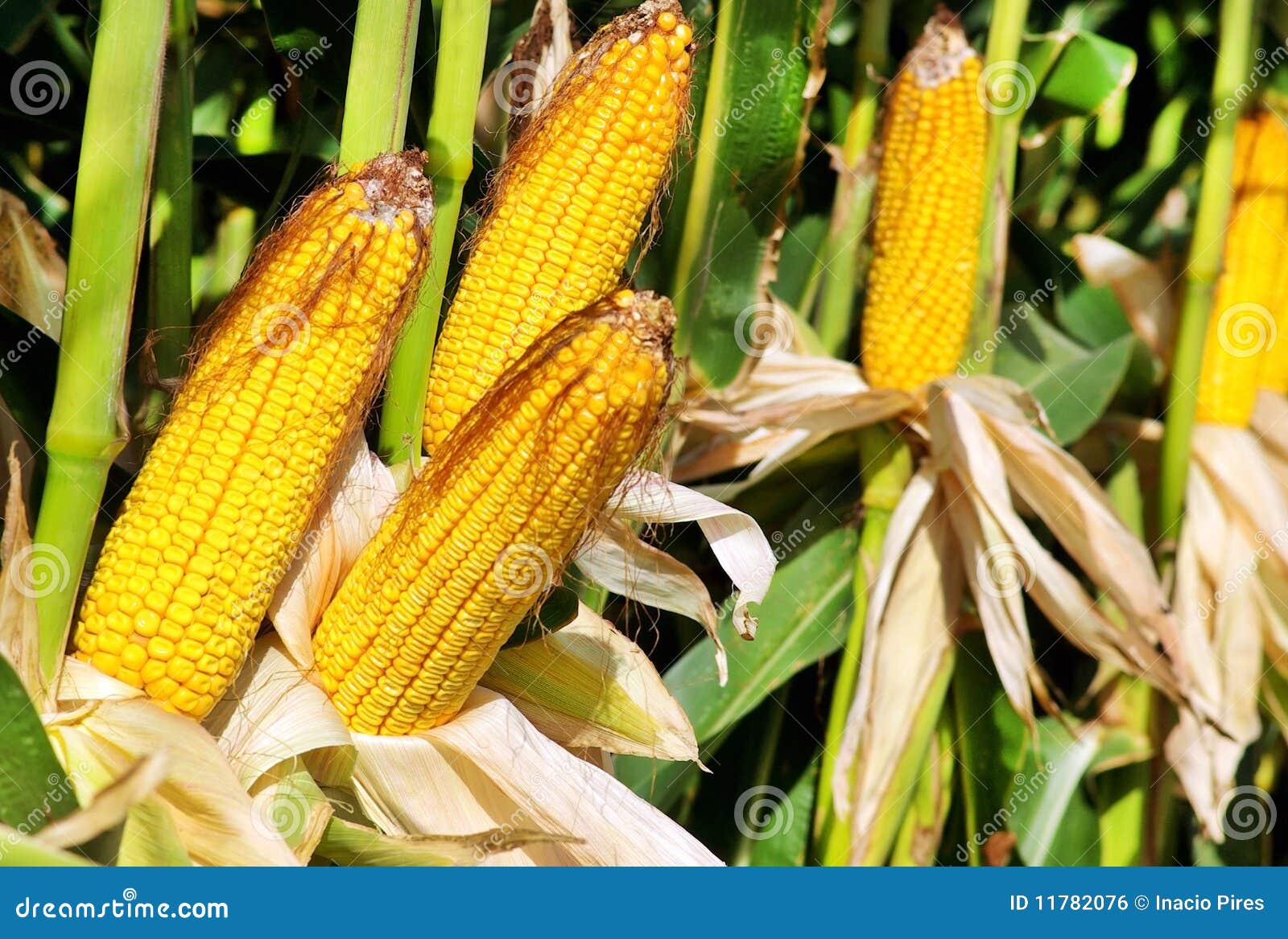Yellow corn . stock photo. Image of cereal, autumn, healthy - 11782076