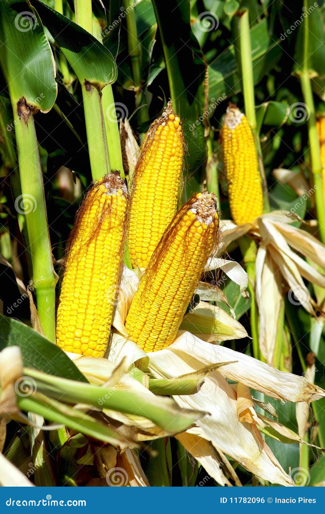 Yellow corn . stock photo. Image of healthy, agriculture - 11782096