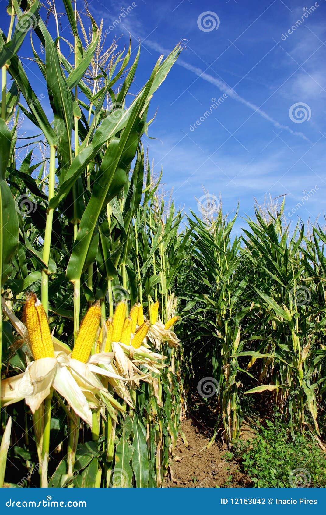 Yellow corn . stock photo. Image of feed, harvest, food - 12163042