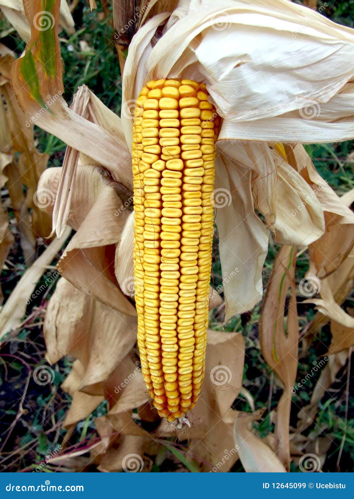 Yellow corn stock image. Image of color, corn, farm, picnic - 12645099