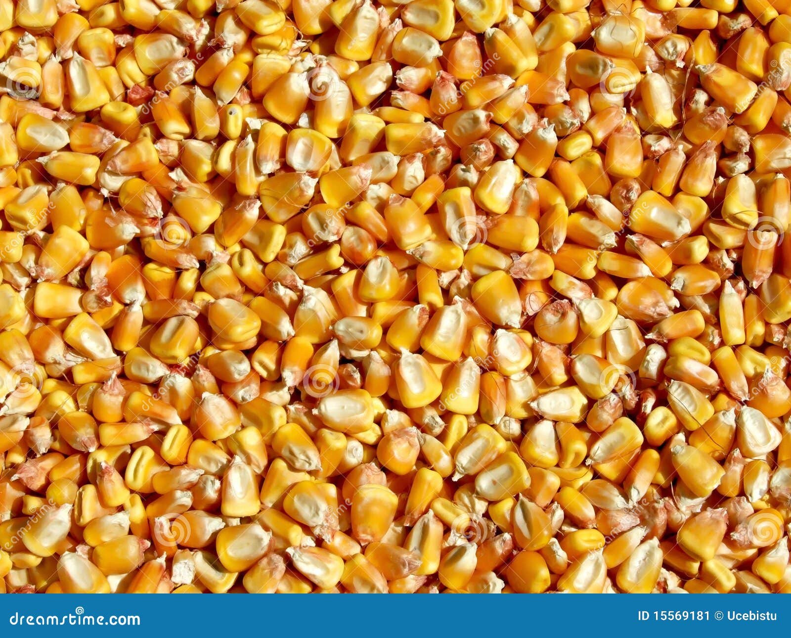Yellow corn stock image. Image of crop, cornstalk, fresh - 15569181