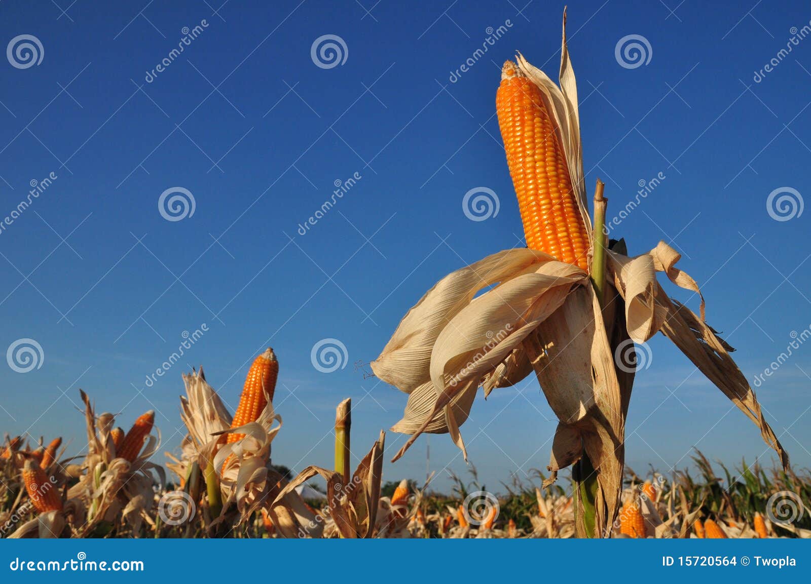 Yellow corn stock photo. Image of food, nature, three - 15720564