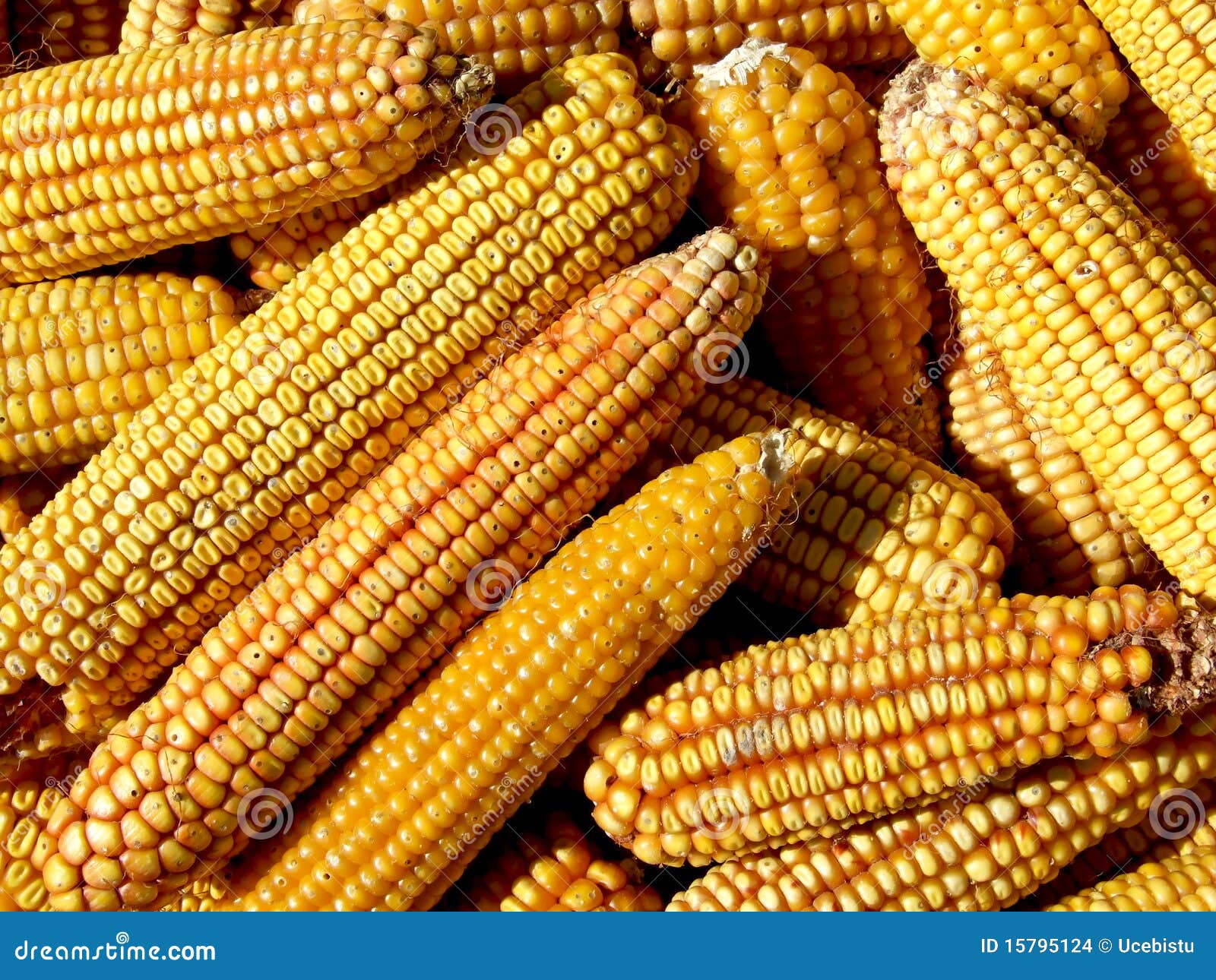 Yellow corn stock photo. Image of maze, vegetable, grain - 15795124
